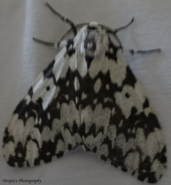 Lymantria Moth | Project Noah