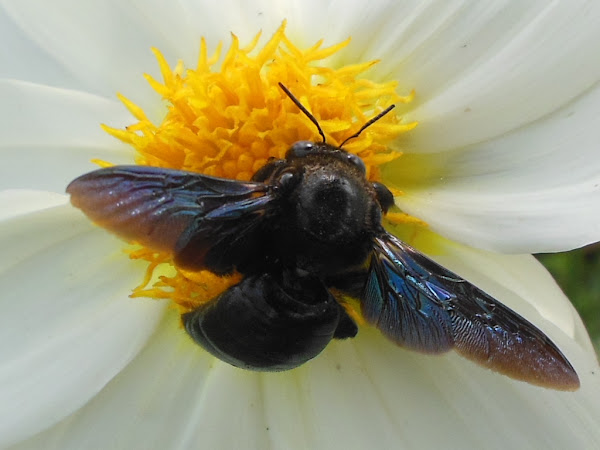 Violet Carpenter Bee or Indian Bhanvra | Project Noah
