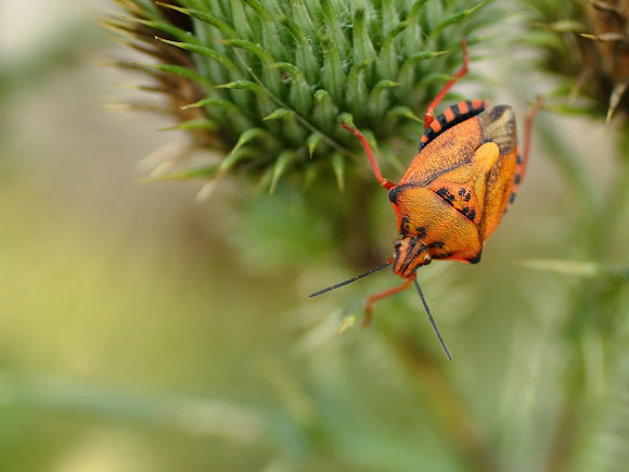 Orange Shield Bug | Project Noah