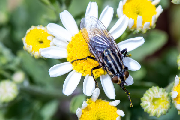 Striped Dung Fly | Project Noah