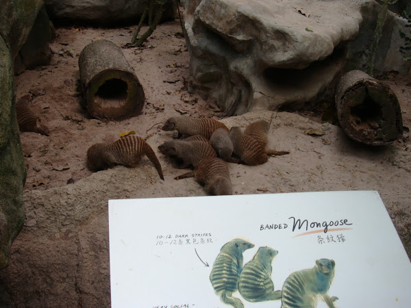 Banded Mongoose | Project Noah