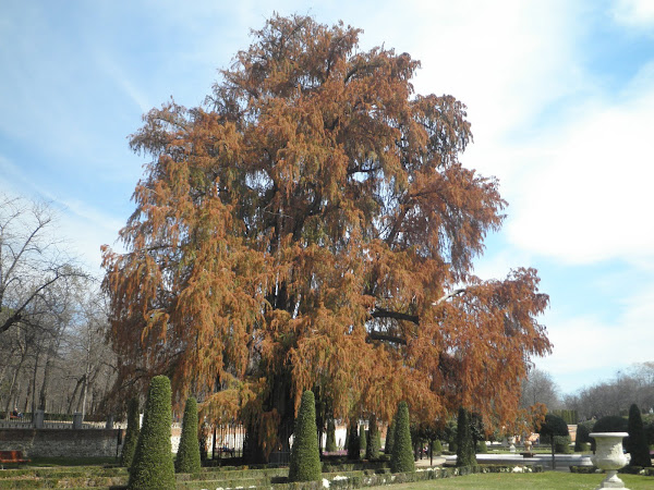 Ahuehuete o Ciprés Moctezuma | Project Noah