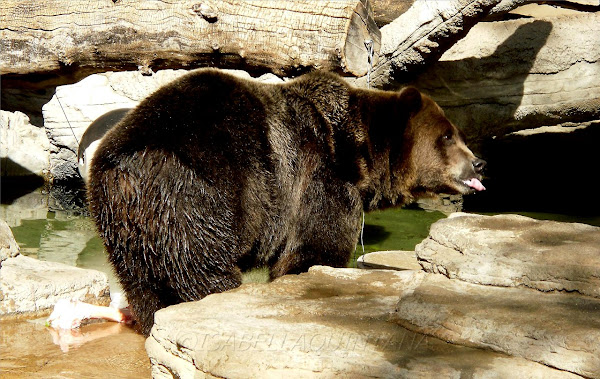 Grizzly Bear | Project Noah