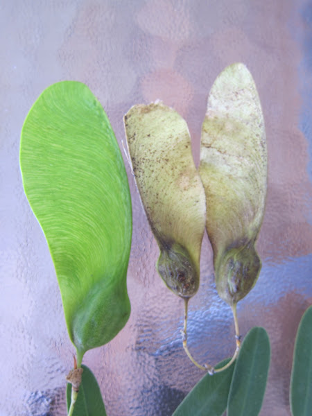 Tipuana tipu (Rosewood) with seed pods | Project Noah