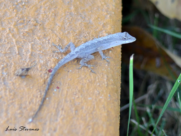 Gray Anole | Project Noah