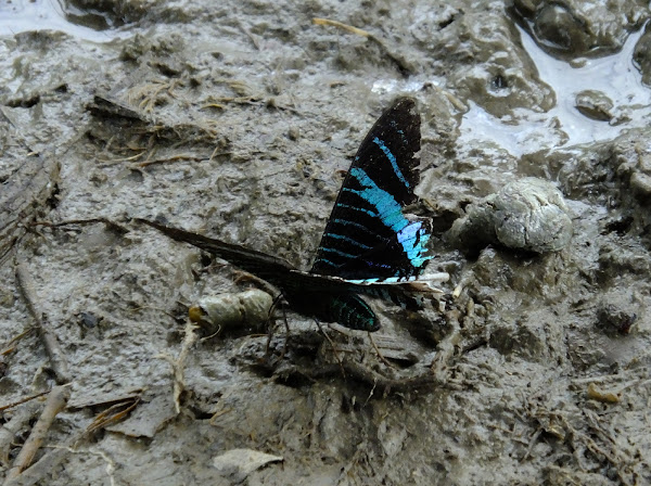 Green Urania moth | Project Noah