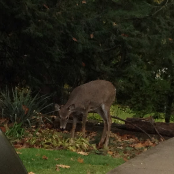 White-tailed deer | Project Noah