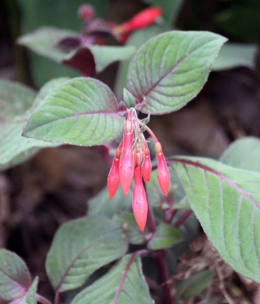 Fuchsia | Project Noah