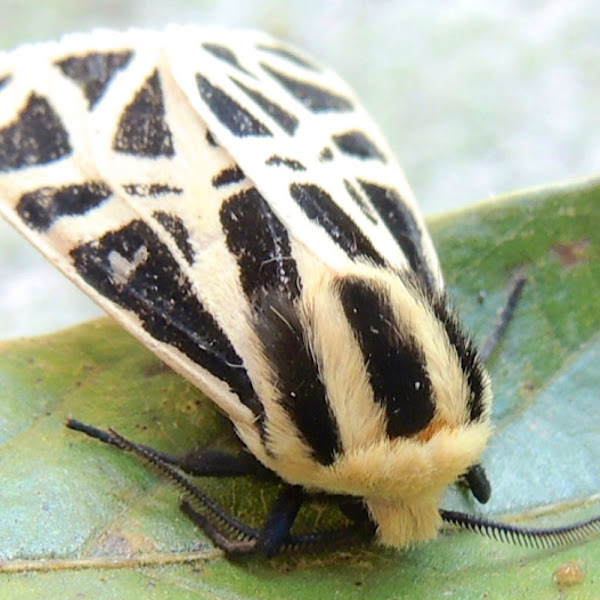 Mexican Tiger Moth | Project Noah