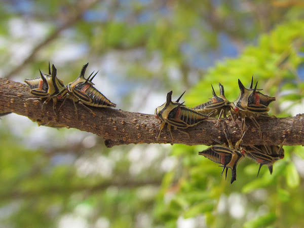 Thorn Treehopper nymphs | Project Noah