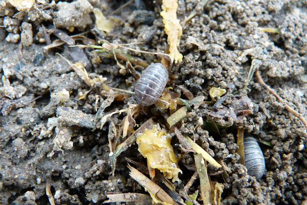 Bicho-de-contas | Project Noah