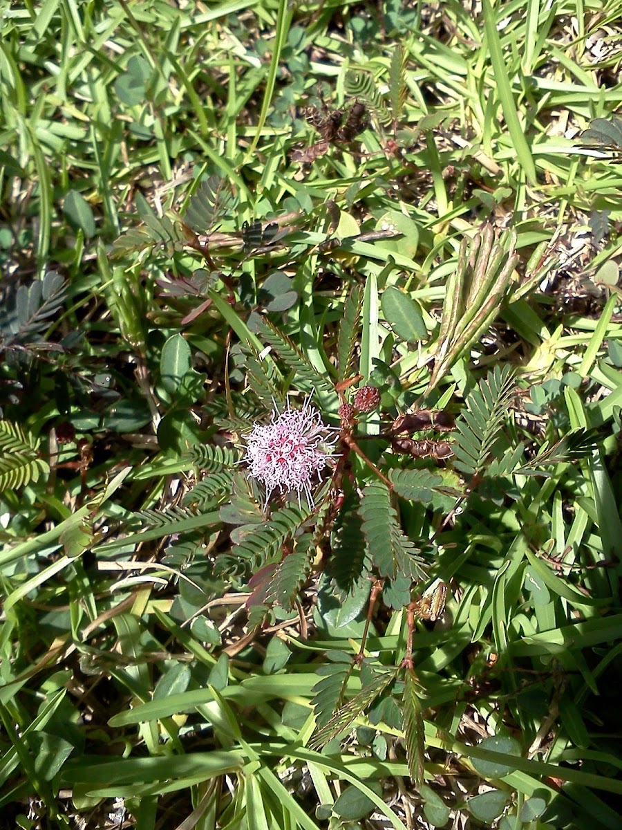 Sensitive Plant (touch-me-not) | Project Noah