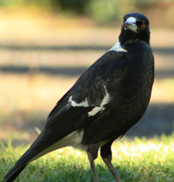 Australian Magpie | Project Noah