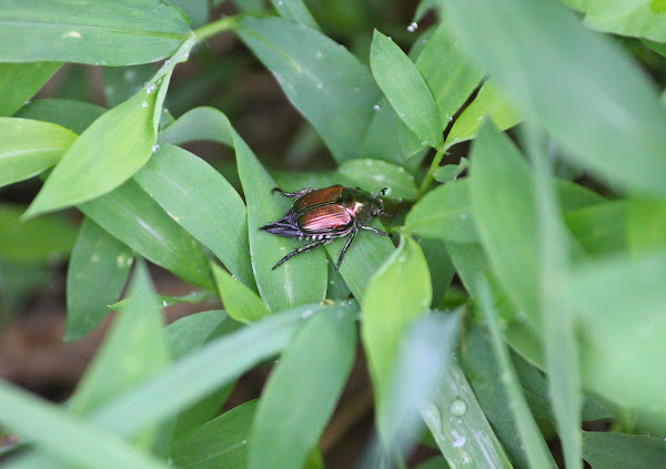 Japanese beetle | Project Noah