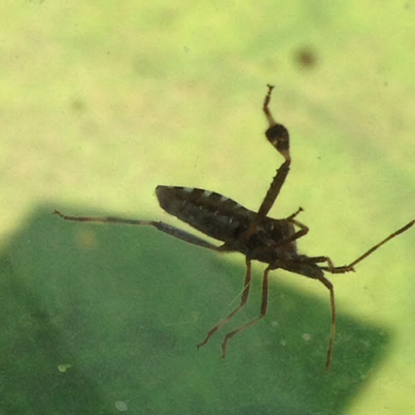 Leaf footed beetle | Project Noah