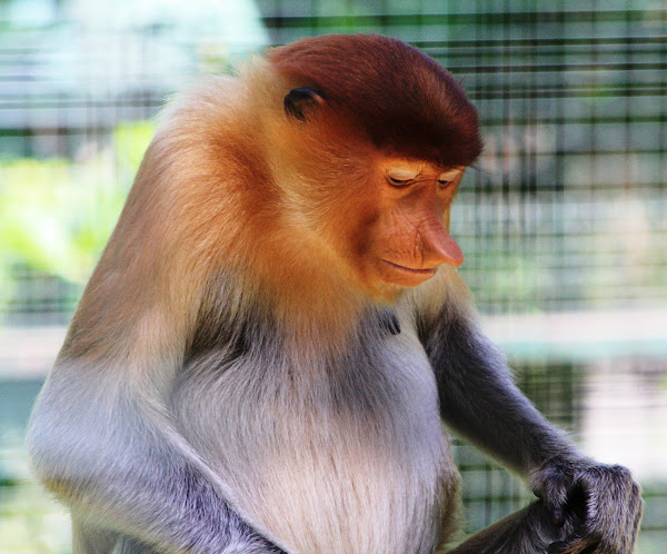 Proboscis Monkey | Project Noah