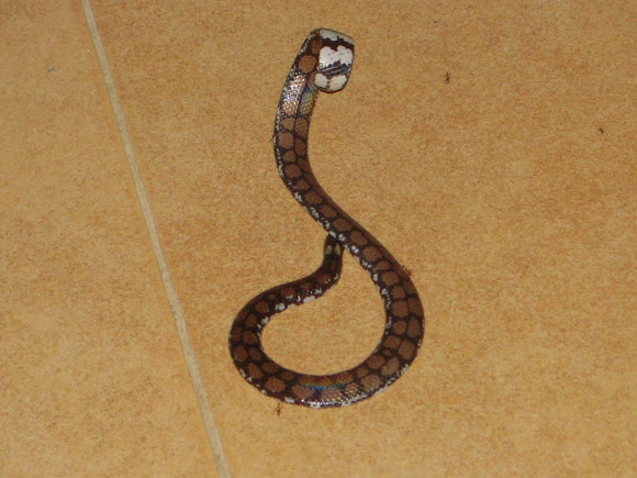 Sri Lankan Pipe Snake | Project Noah