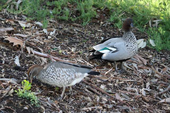 Australian Wood Duck | Project Noah
