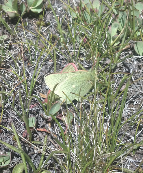 Behr's Sulphur Butterfly | Project Noah