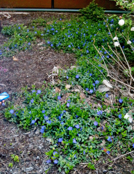 Periwinkle | Project Noah