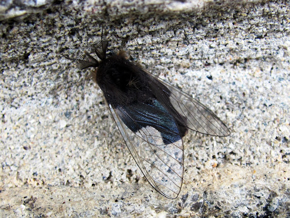 Lymantriidae | Project Noah