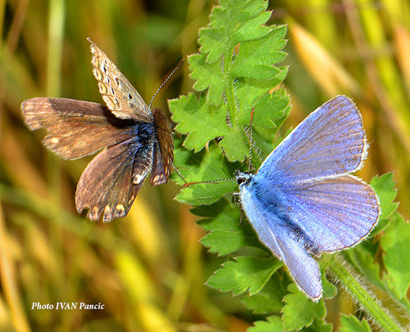 Zephyr Blue | Project Noah
