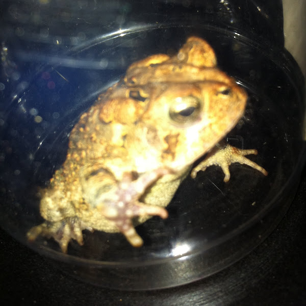 American Toad | Project Noah