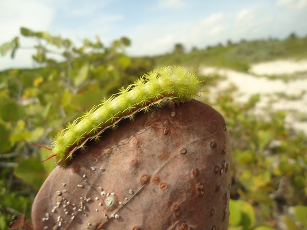 oruga | Project Noah