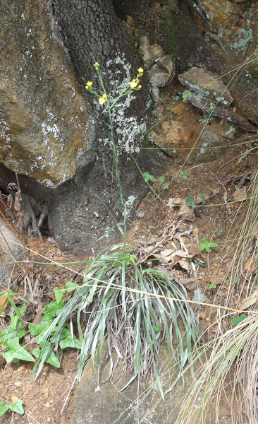 Narrowleaf Silkgrass | Project Noah