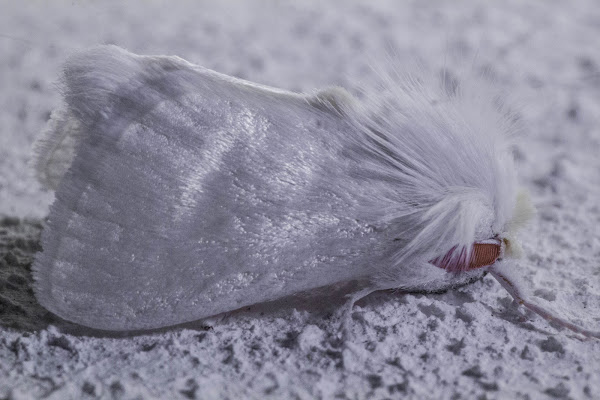 Spotting | Project Noah