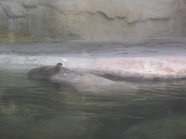 Capybara | Project Noah