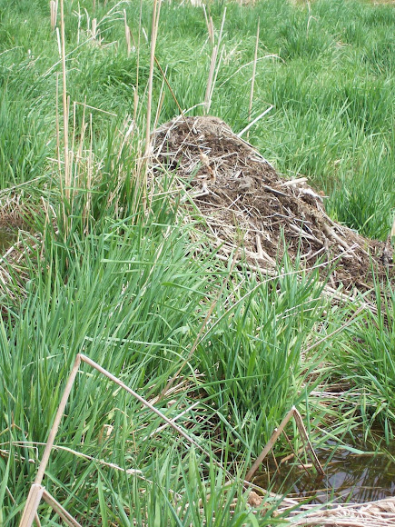 Muskrat home | Project Noah