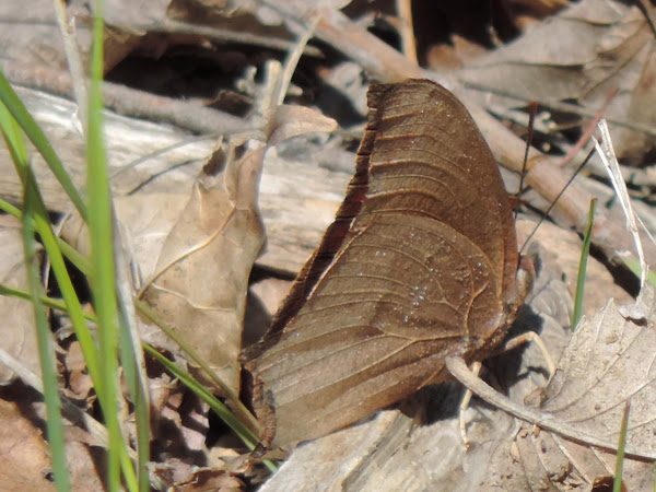 Goatweed Leafwing Butterfly | Project Noah