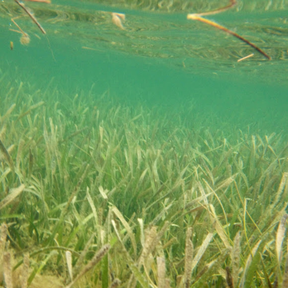 Turtle Grass | Project Noah