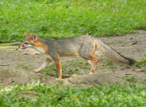 zorro gris - gray fox | Project Noah