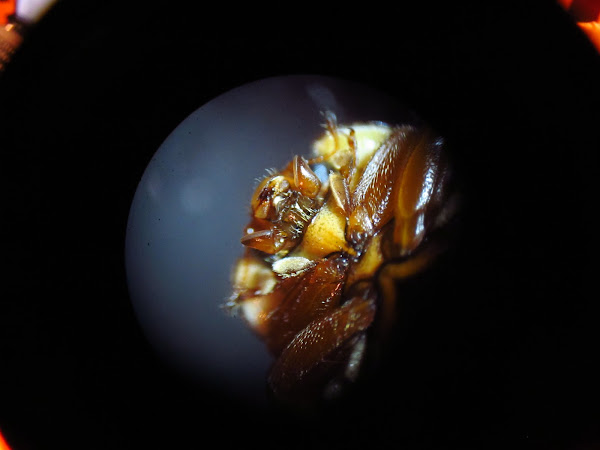 Under A Microscope: Multi-colored Asian Lady Beetle | Project Noah