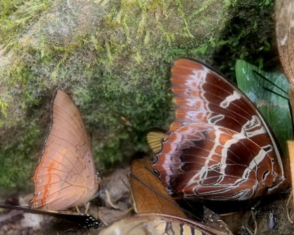 Eudoxus Charaxes | Project Noah