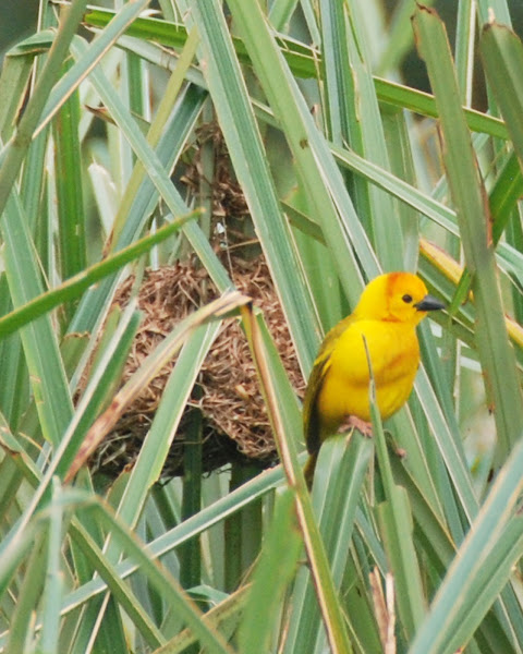 Golden Weavers | Project Noah