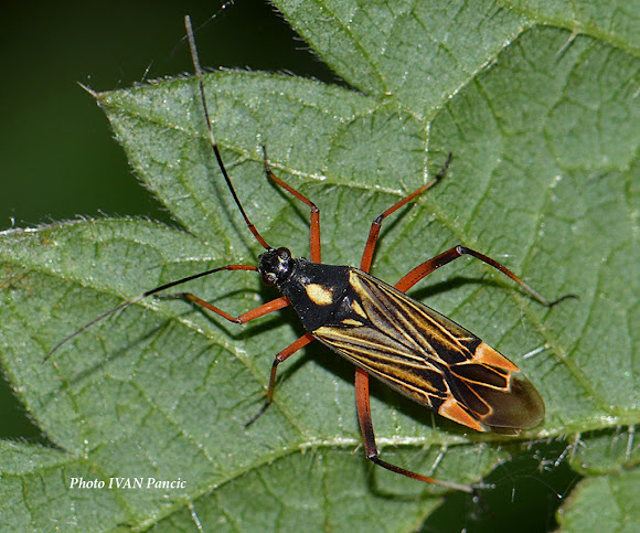 Mirid Plant Bug | Project Noah