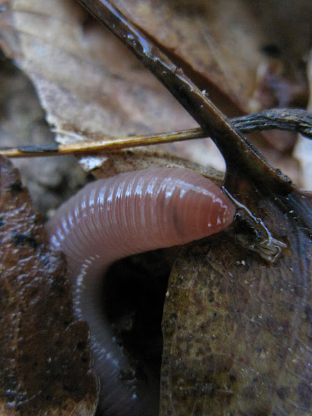 Earthworm | Project Noah