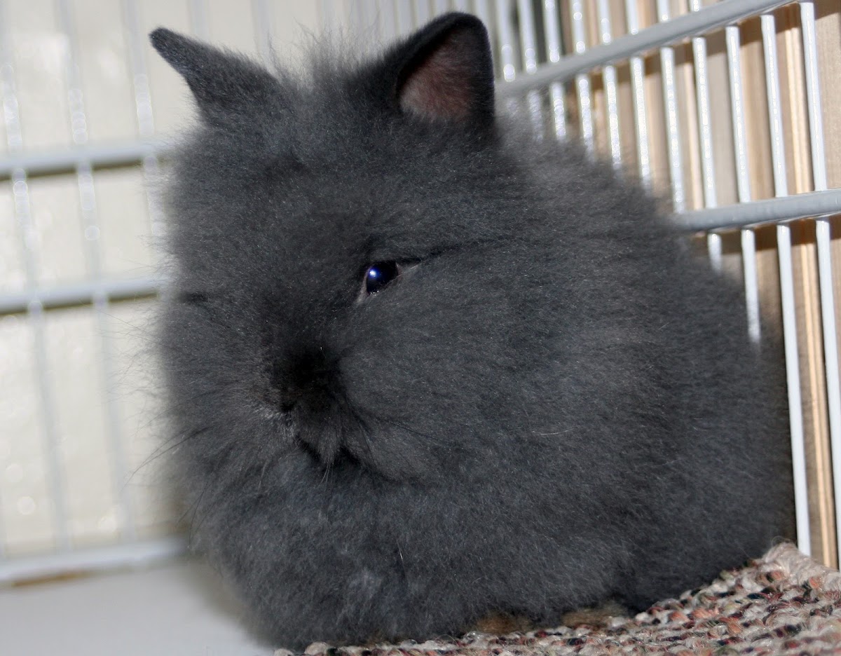 Lionhead Rabbit | Project Noah