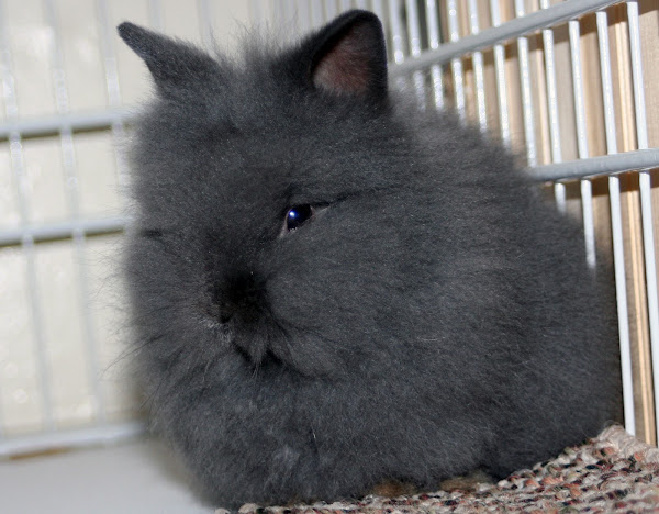 Lionhead Rabbit | Project Noah