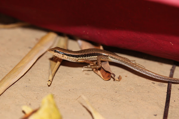 Spotted Forest Skink | Project Noah
