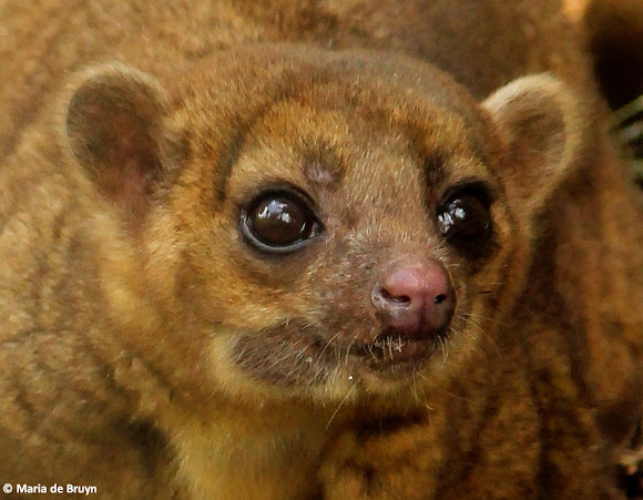 Kinkajou | Project Noah