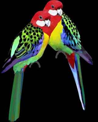 The Eastern Rosella: Vector Art Images | Australian Parrots