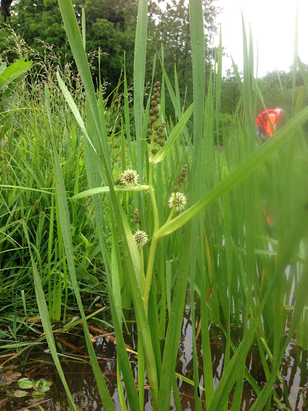 Bur Reed | Project Noah