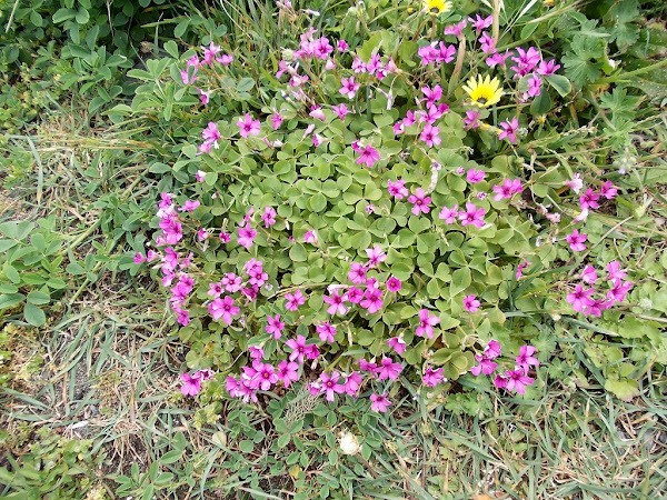 Pink shamrock | Project Noah