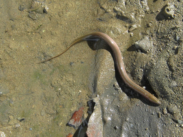 Asian Swamp Eel | Project Noah