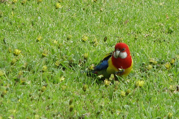 Eastern Rosella | Project Noah
