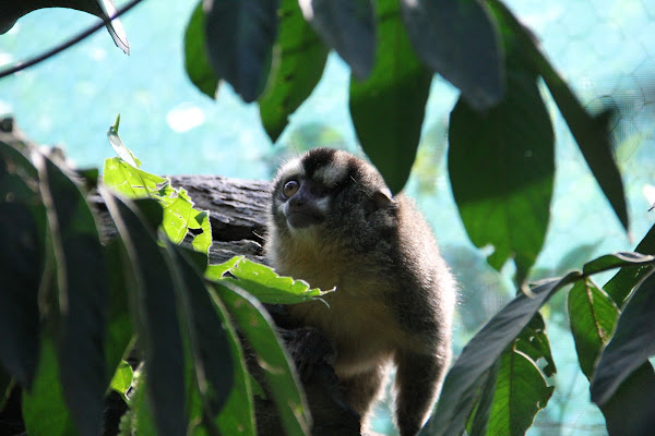 Azara's night monkey | Project Noah